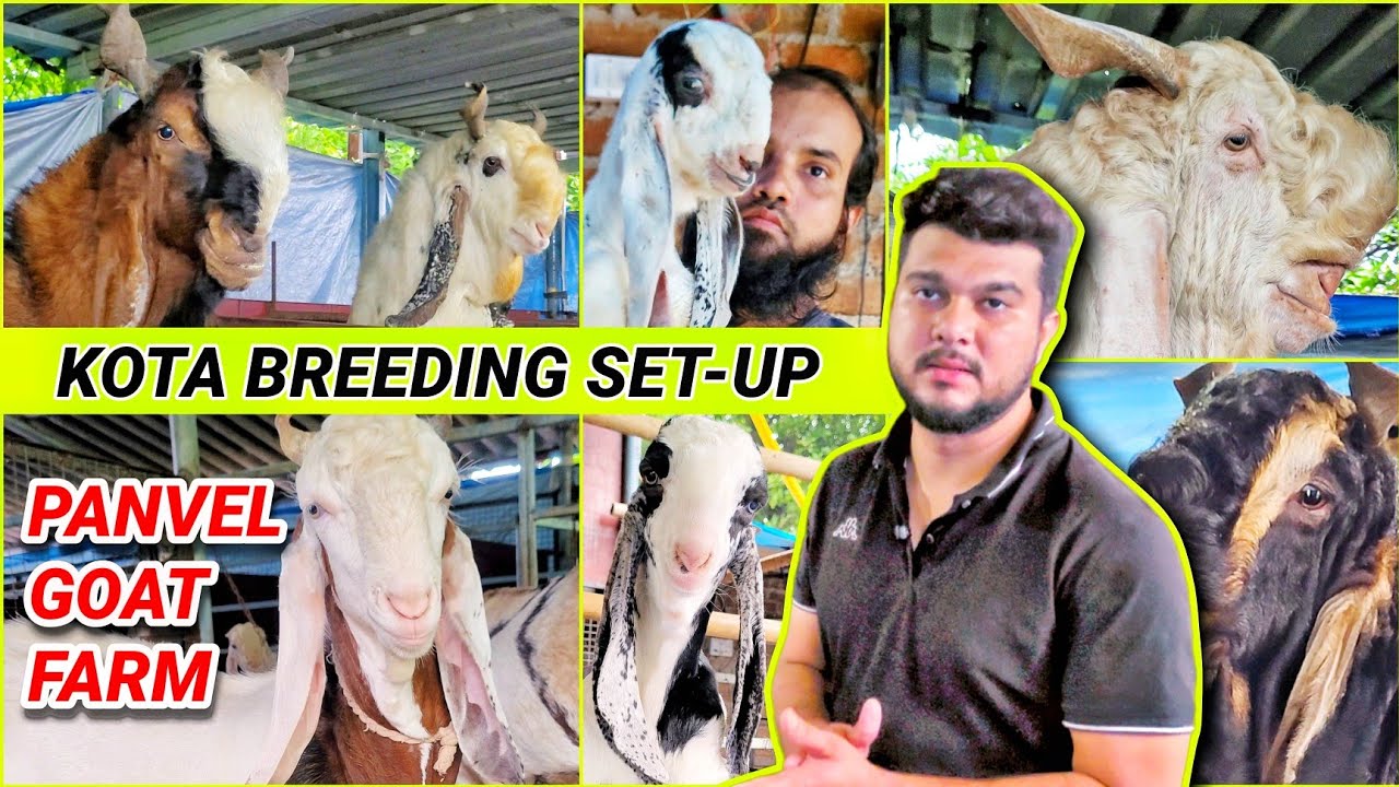 India's Finest Kota Goats Breeding Setup | Panvel Goat Farm | Palai ...
