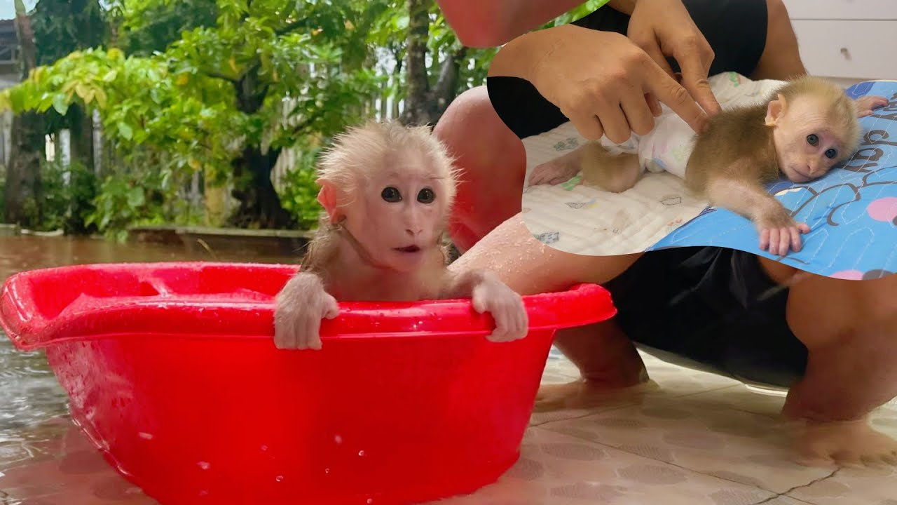 Baby Monkey still gets special care from Dad, even in the terrible ...