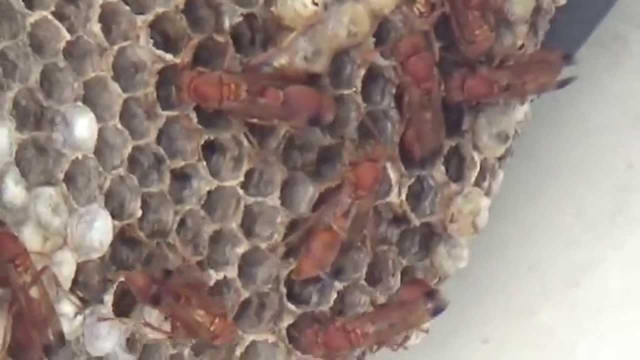 Aggressive & Poisons Ropalidia marginata or paper wasp. Gandhil Mashee ...