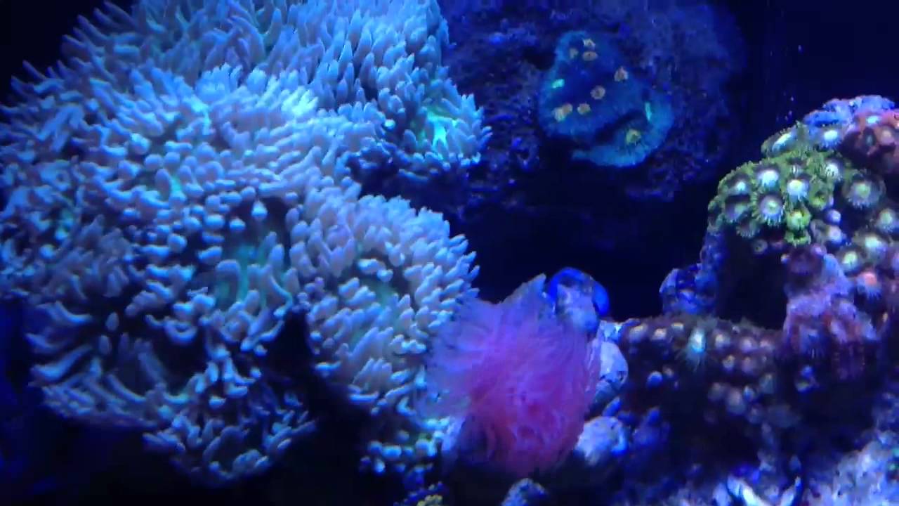 Rimless Tank Deep Blue Professional 57 Gallon- 10th update - YouTube