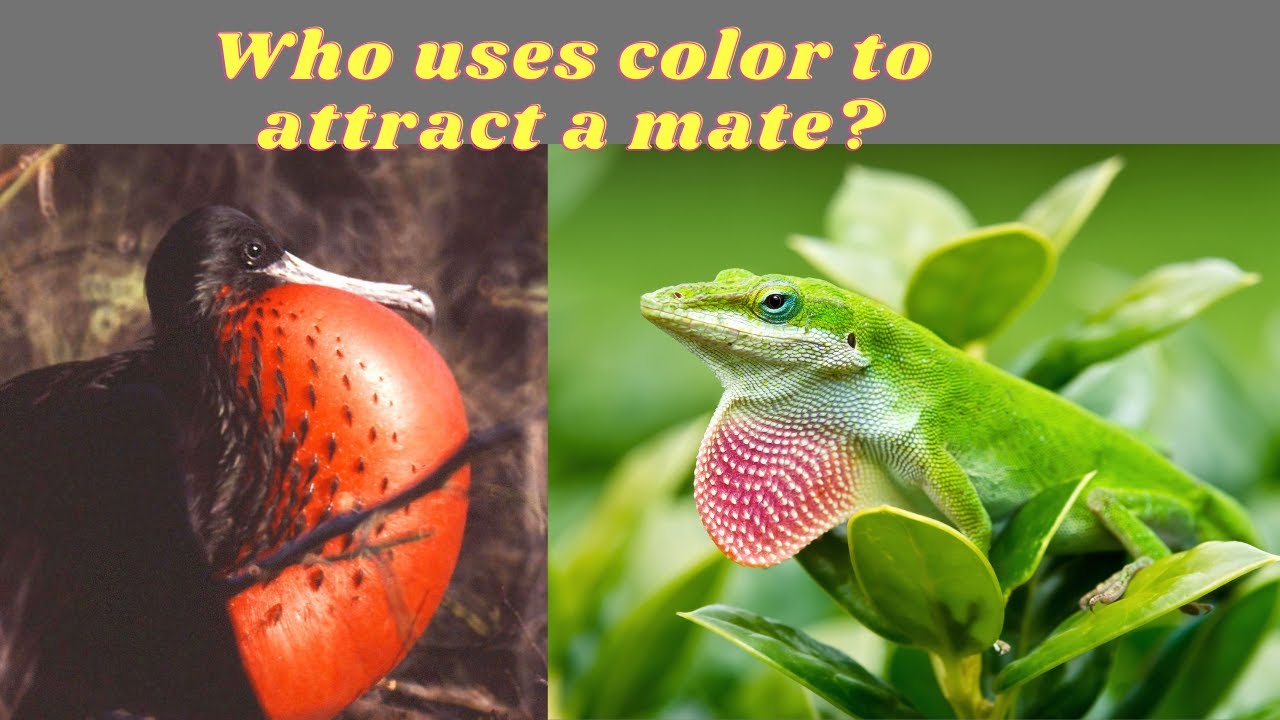 Random Facts About Animals Who Uses Color To Attract A Mate YouTube random-facts-about-animals-who-uses-color-to-attract-a-mate-youtube