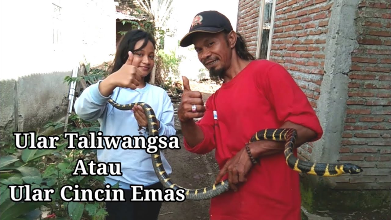 Ular cincin emas # Ular Taliwangsa - YouTube