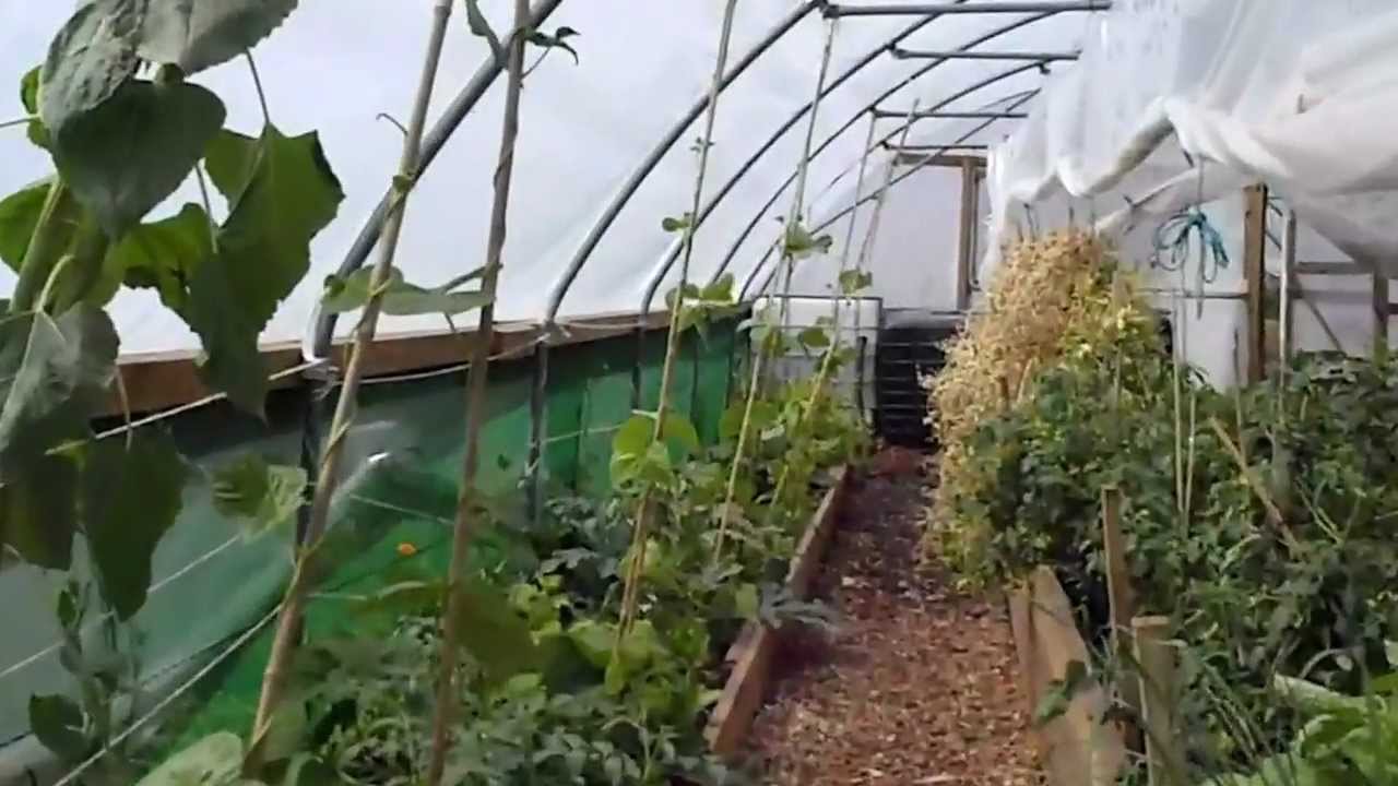 Inside the polytunnel - YouTube