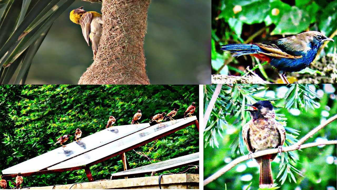 Afternoon Bird Activity in our Village #birdlifepakistan #amazingbirds ...