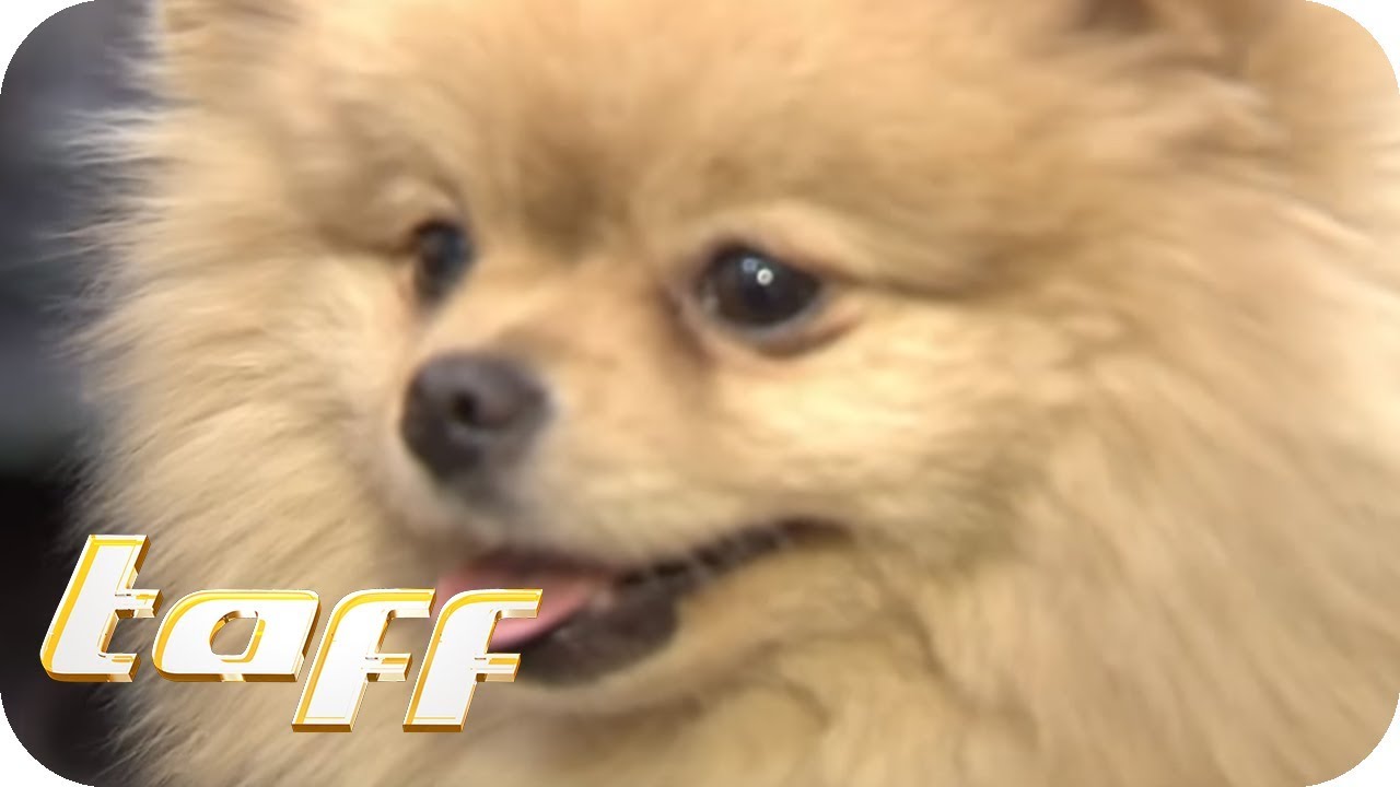 Die GRÖSSTE HUNDEMESSE der WELT | taff | ProSieben - YouTube