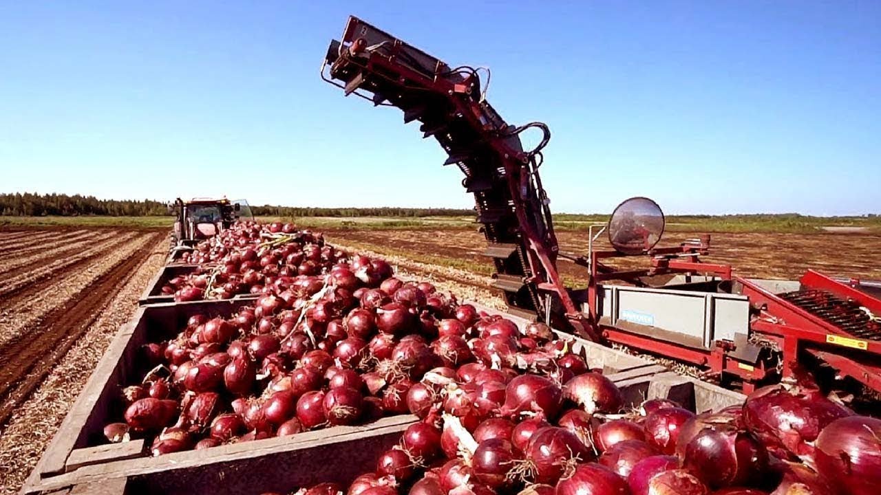 Cultivation And Harvest Of Hundreds Of Tons Of Onions - Modern ...
