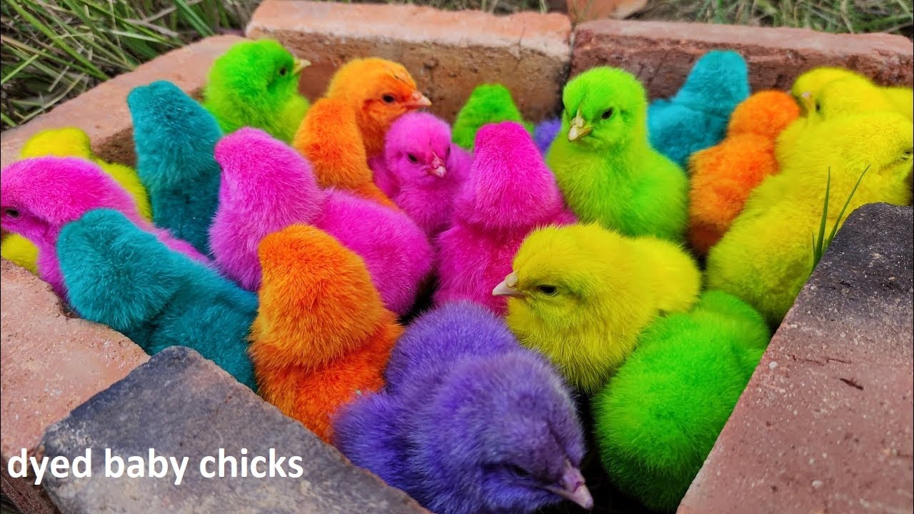 cute colorful chicks,catch cute chicks colorful chickens,find colorful ...