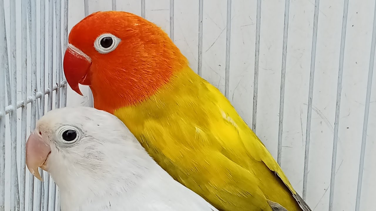 THURSDAY MORNING KAPE KAPE - YouTube