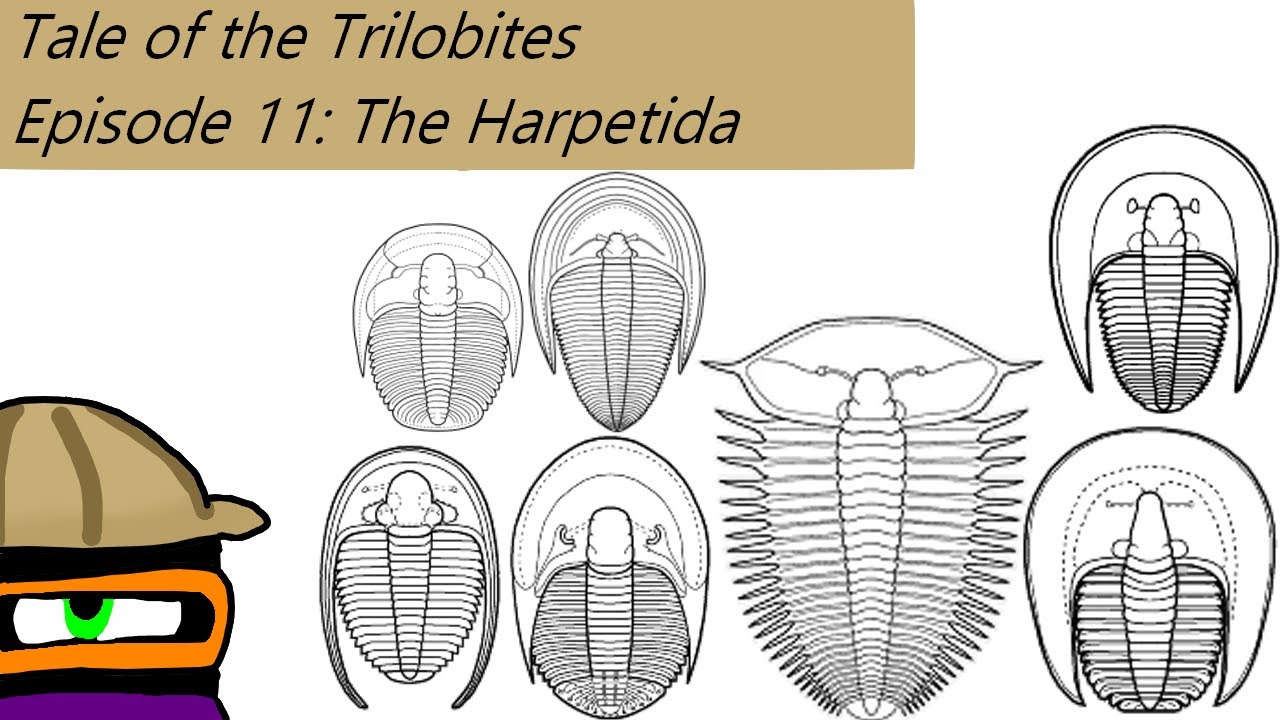 The Tale of the Trilobites Ep 11: The Harpetida - YouTube