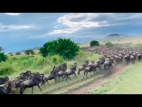 The Great Migration- One of Natures Most Spectacular Scenes. - YouTube