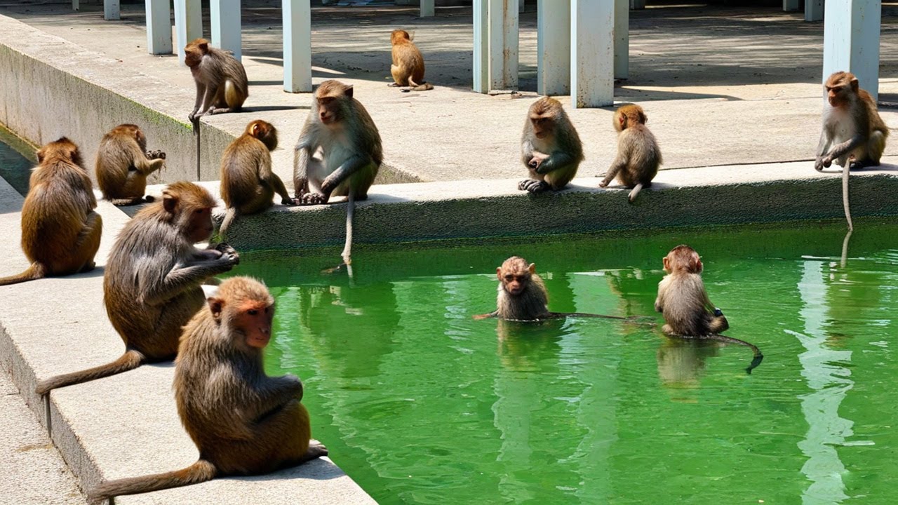 Swimming Time of Adorable Monkeys, Animals Life in Peace - YouTube