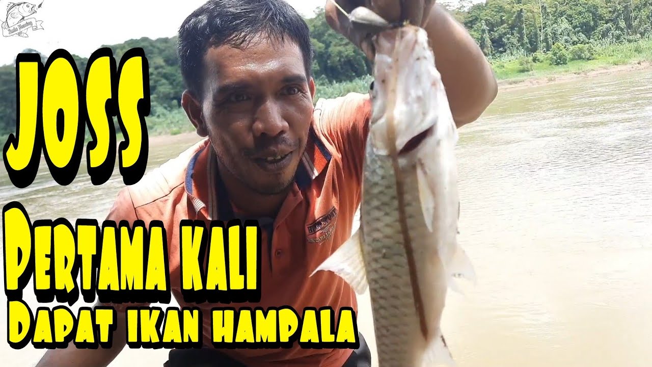 Umpan buah sawit tumbuk Target hanya baung . ternyata hampala juga ...