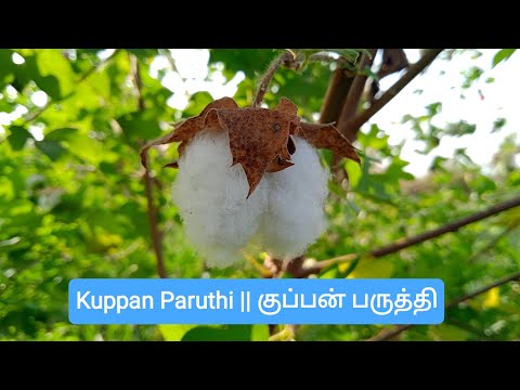 குப்பன் பருத்தி || kuppan Paruthi, Desi Cotton. - YouTube