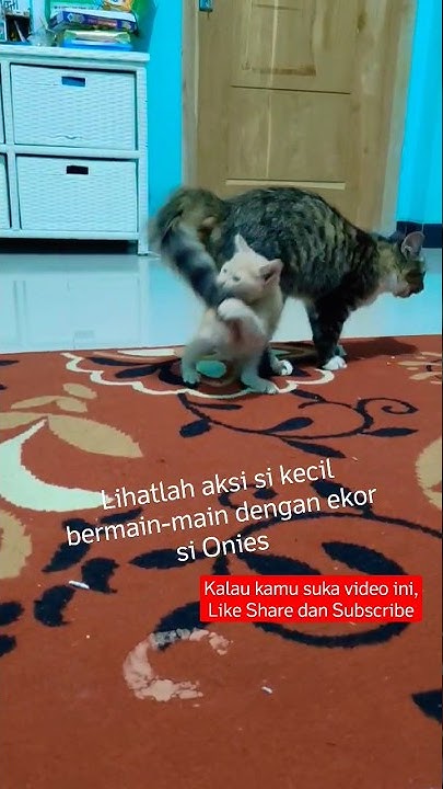 Anak kucing lucu bermain-main ekor #kucinglucu #kucing - YouTube