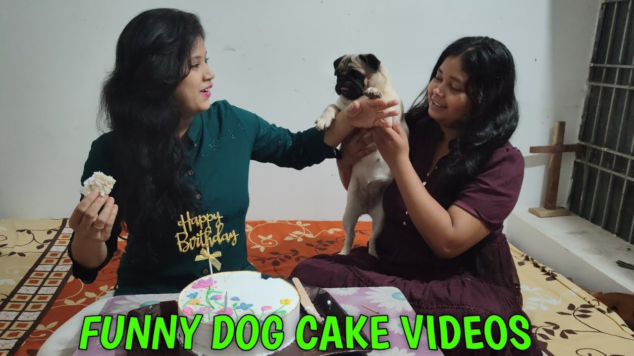 Funny Dog Cake Videos | Dog Reaction to Cutting Cake | Chef Dog Bakes ...