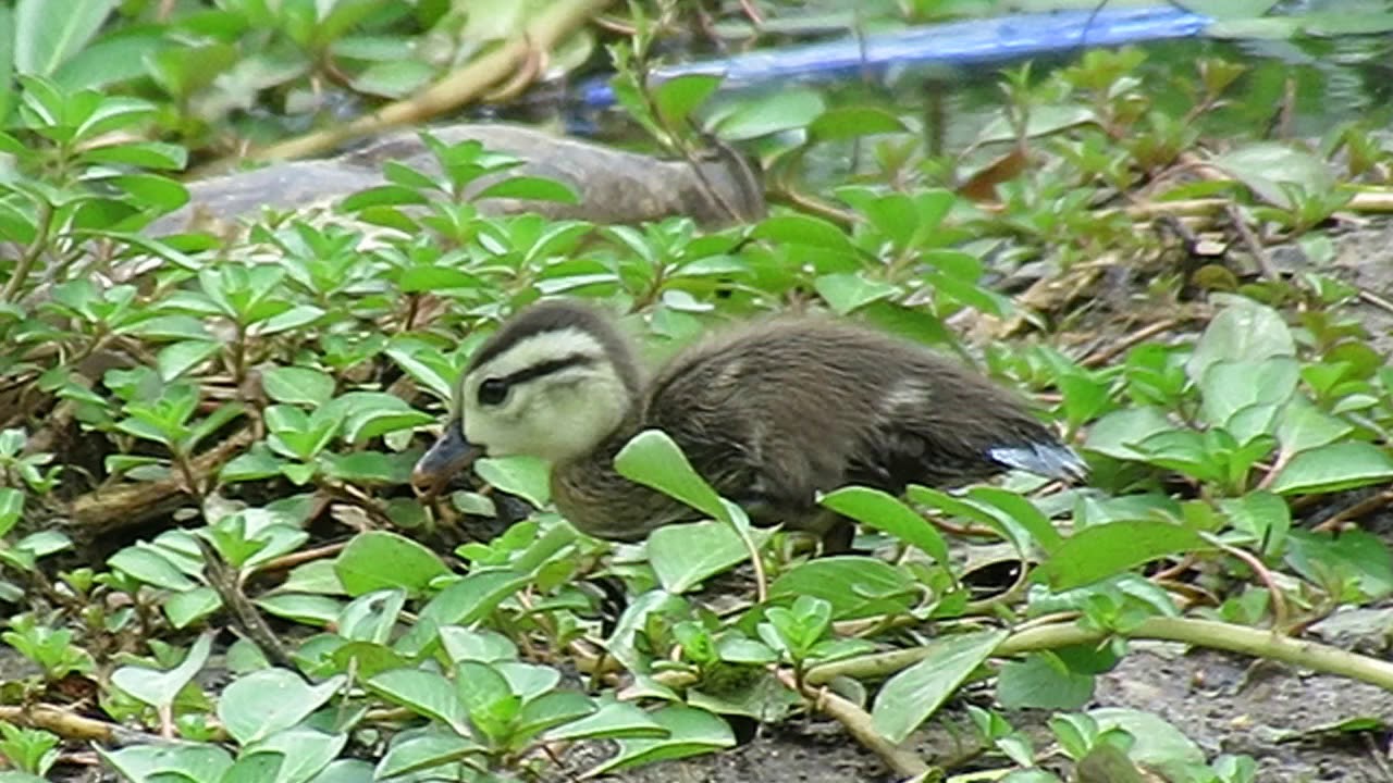 Goslings and ducklings 6-10-2020 - YouTube