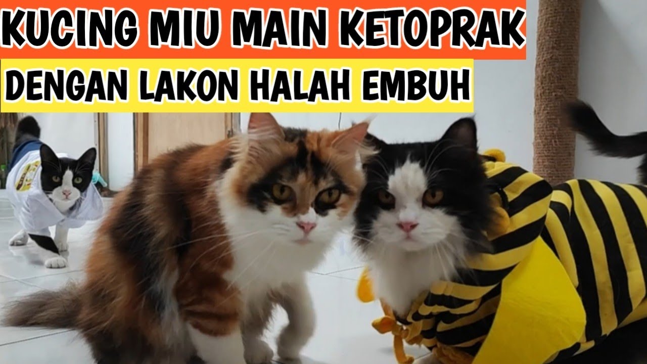 KUCING MIU MAIN KETOPRAK DENGAN LAKON HALAH EMBUH @miumeow - YouTube