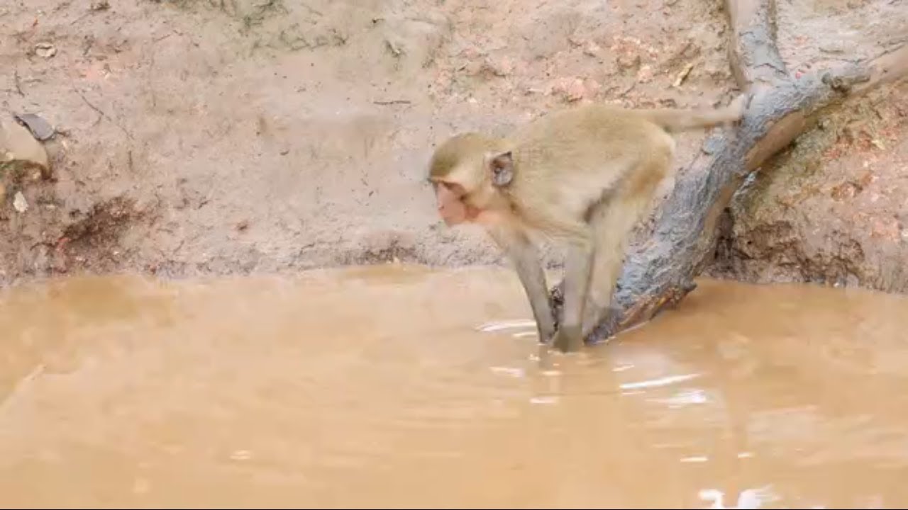 The groups of monkey are swimming so happy - YouTube