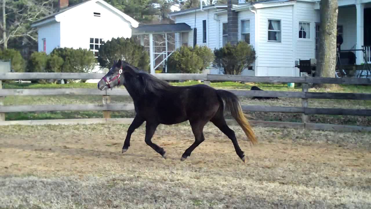 gray small trot - YouTube