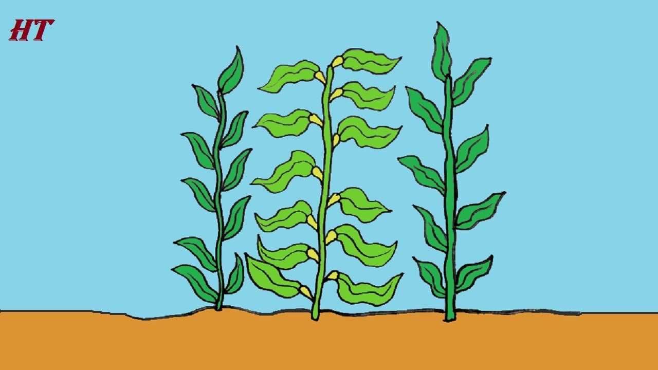 How to Draw Kelp Easy - YouTube