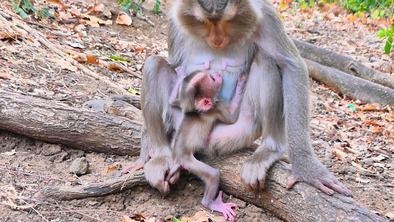 Mama Wants Her Baby to Walk — But Baby Isn’t Ready Yet 💛🐒. - YouTube