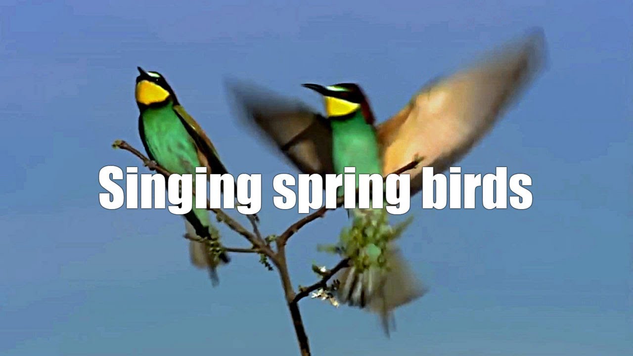 Singing of spring birds - YouTube