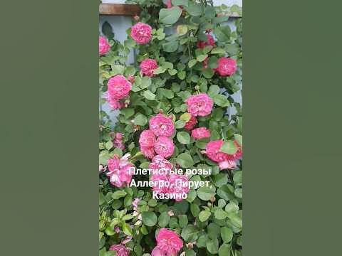 Плетистые розы Аллегро, Пирует и Казино. - YouTube