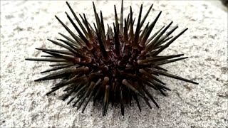 Land Urchin