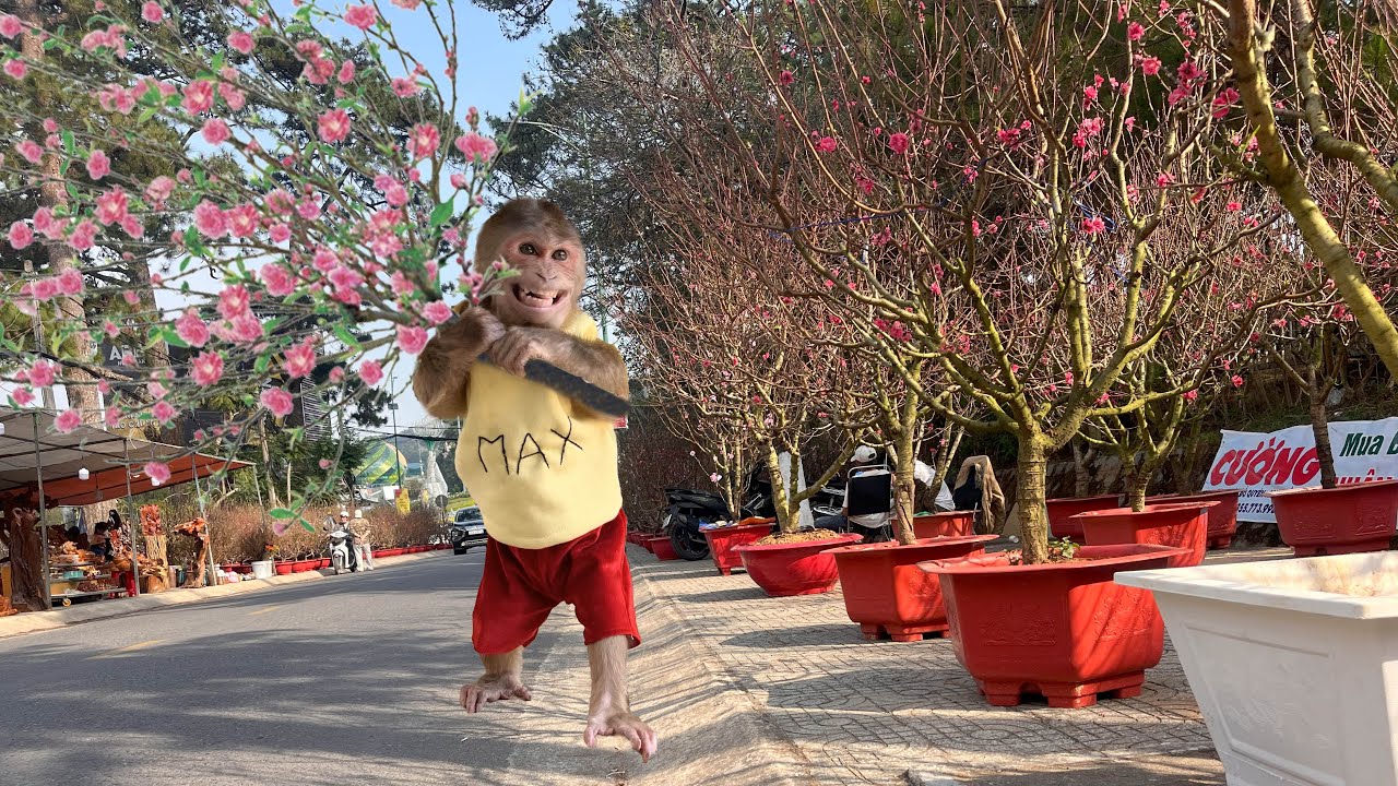 What has Monkey Max prepared for Lunar New Year - YouTube