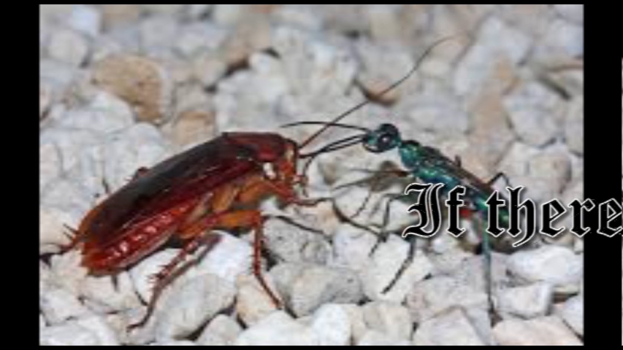 'Crypt Keeper Wasp' Turns Its Host into a Self Sacrificing Zombie - YouTube