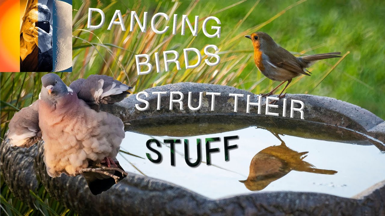 Garden Birds Dance To The Beat and Strut Their Stuff - YouTube