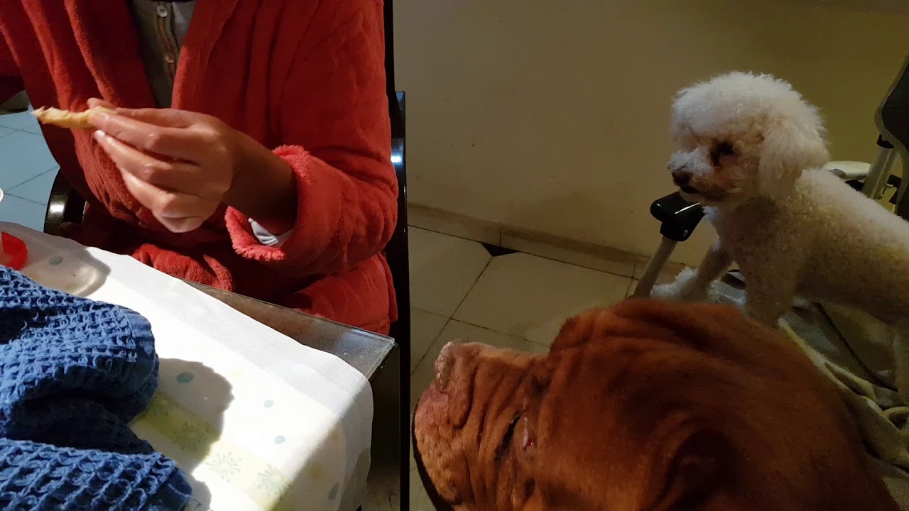 POLLITO DE LALO PARA LOS CHICOS - YouTube