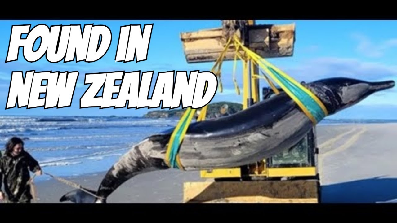 In New Zealand | The World's Rarest Whale: Spade-Toothed Whale ...