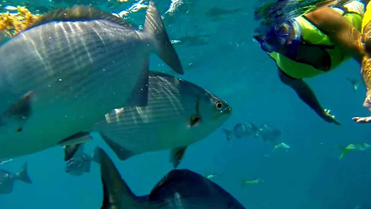 Sombrero Key Sanctuary Preservation Area - 08:25 - YouTube