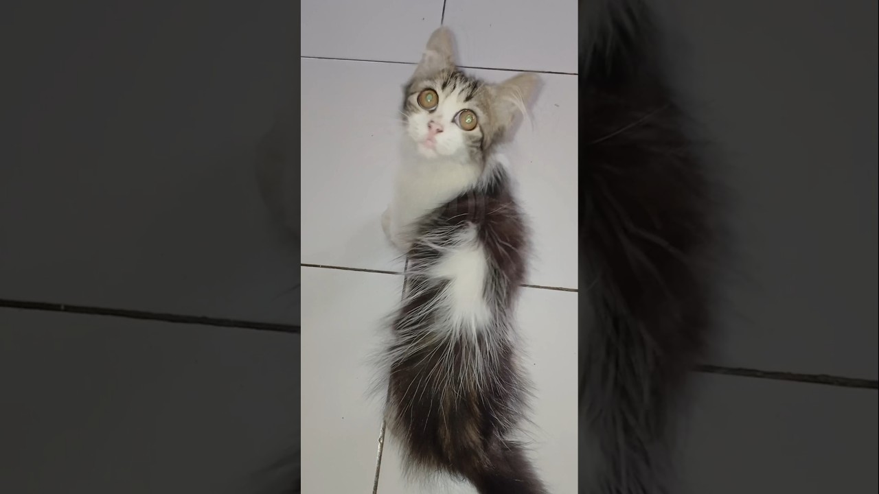 Kucing senam #cat #funny #cute #fyp #viralvideo - YouTube