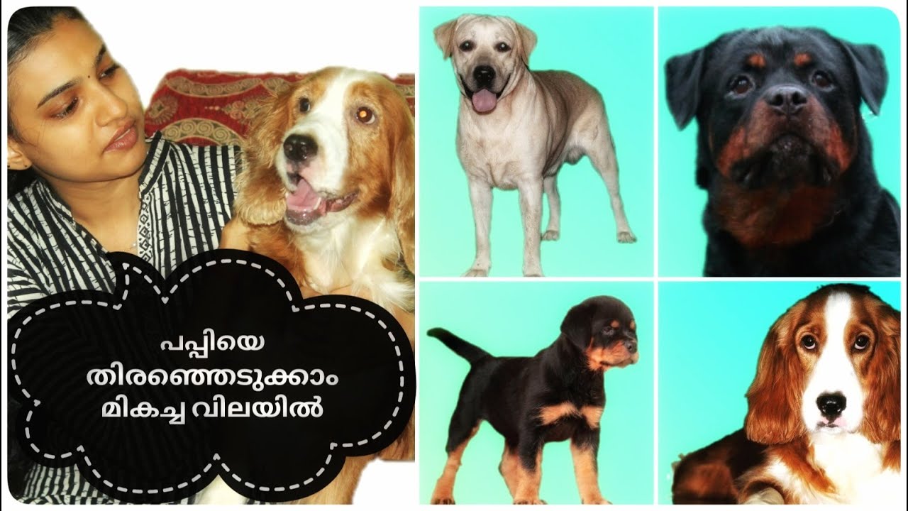How to select a Puppy | Price for Puppies Malayalam | Puppy selection ...