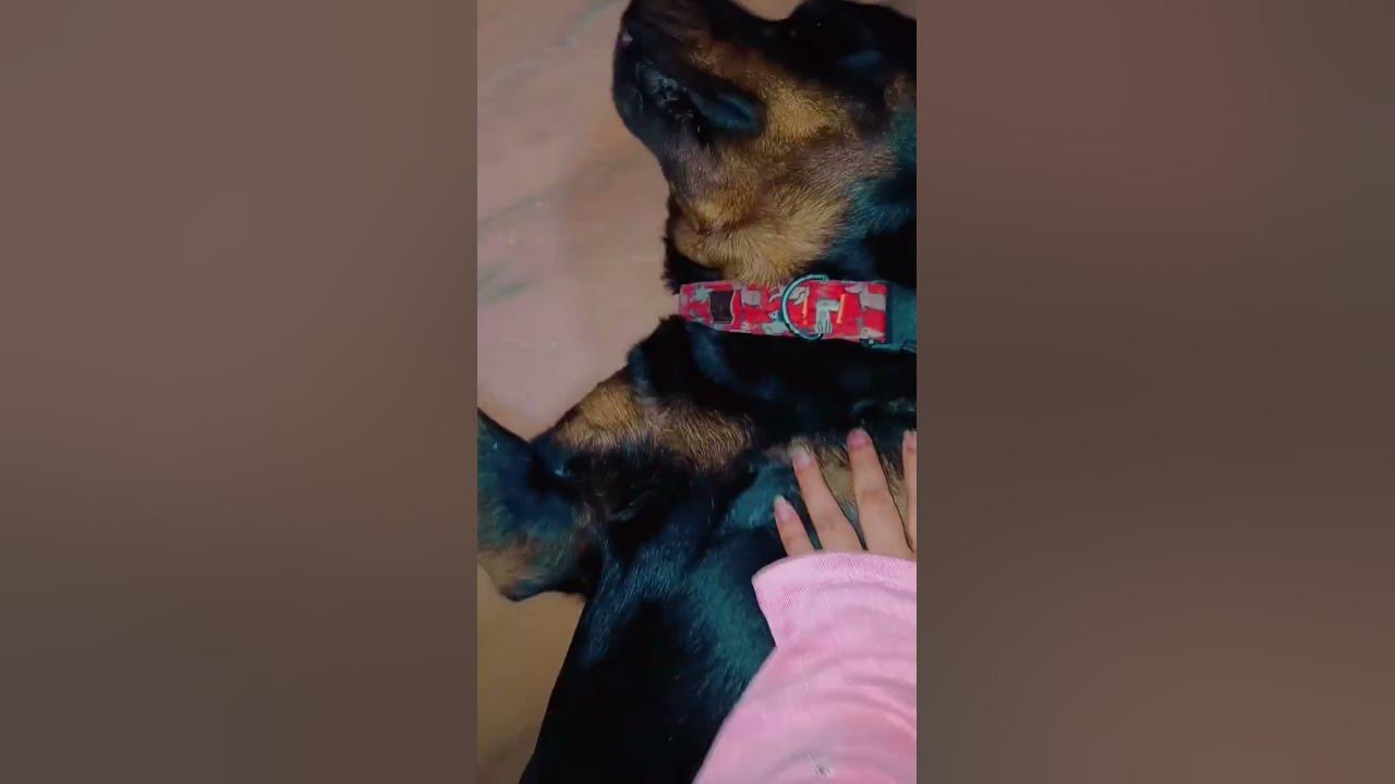 Rottweiler Cuddle Youtube