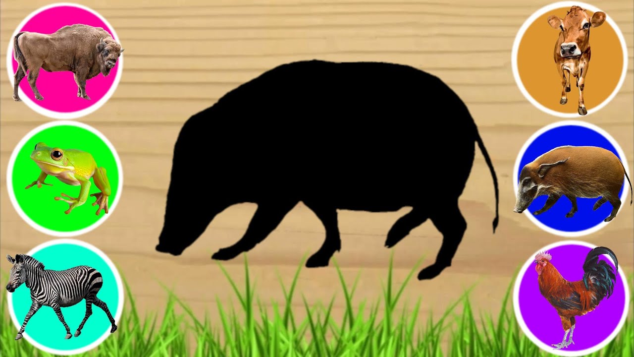 CUTE ANIMALS Frog, Puppy, Cat, Rooster, Zebra, Bison 개구리, 강아지, 고양이, 수탉 ...