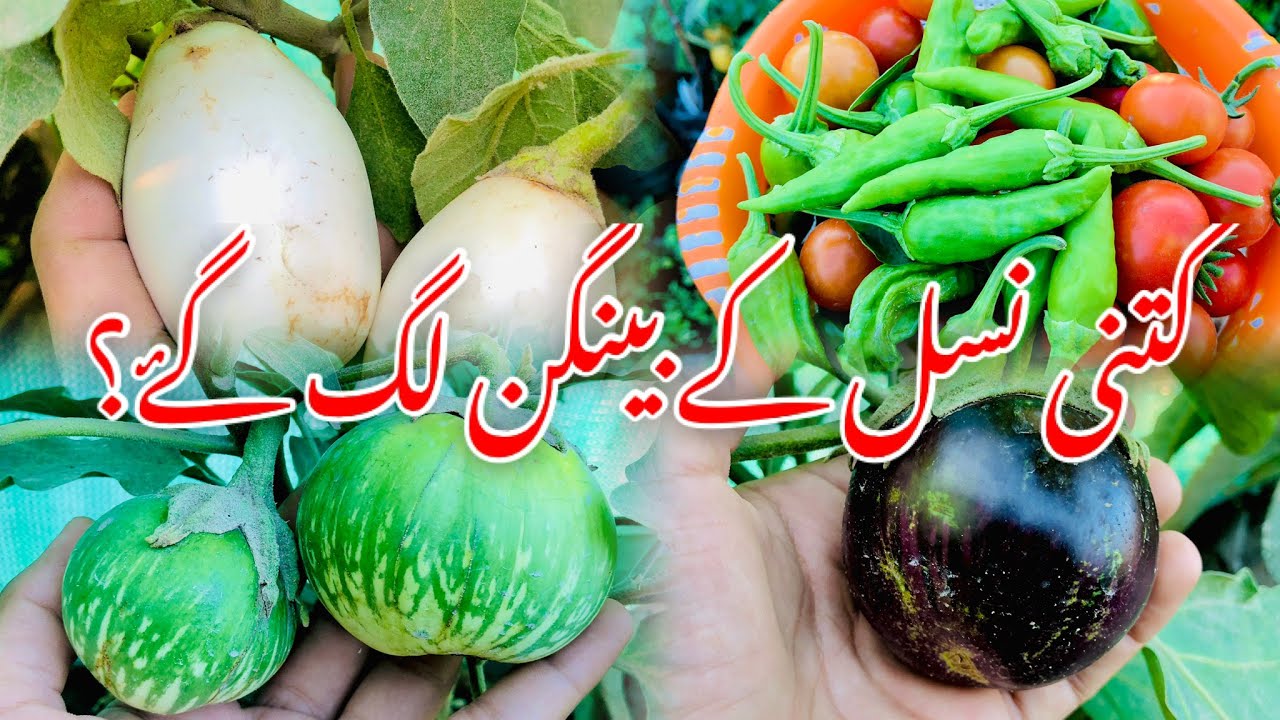 Types of Eggplants (Baingan) You Need to Try |Vegetables Town - YouTube