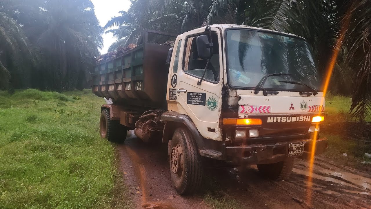 kehidupan seharian angkat buah sawit pakai lori bim😁 #part7 ladang ...
