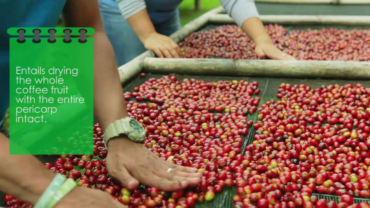 Natural (Dry) Processing Method - YouTube