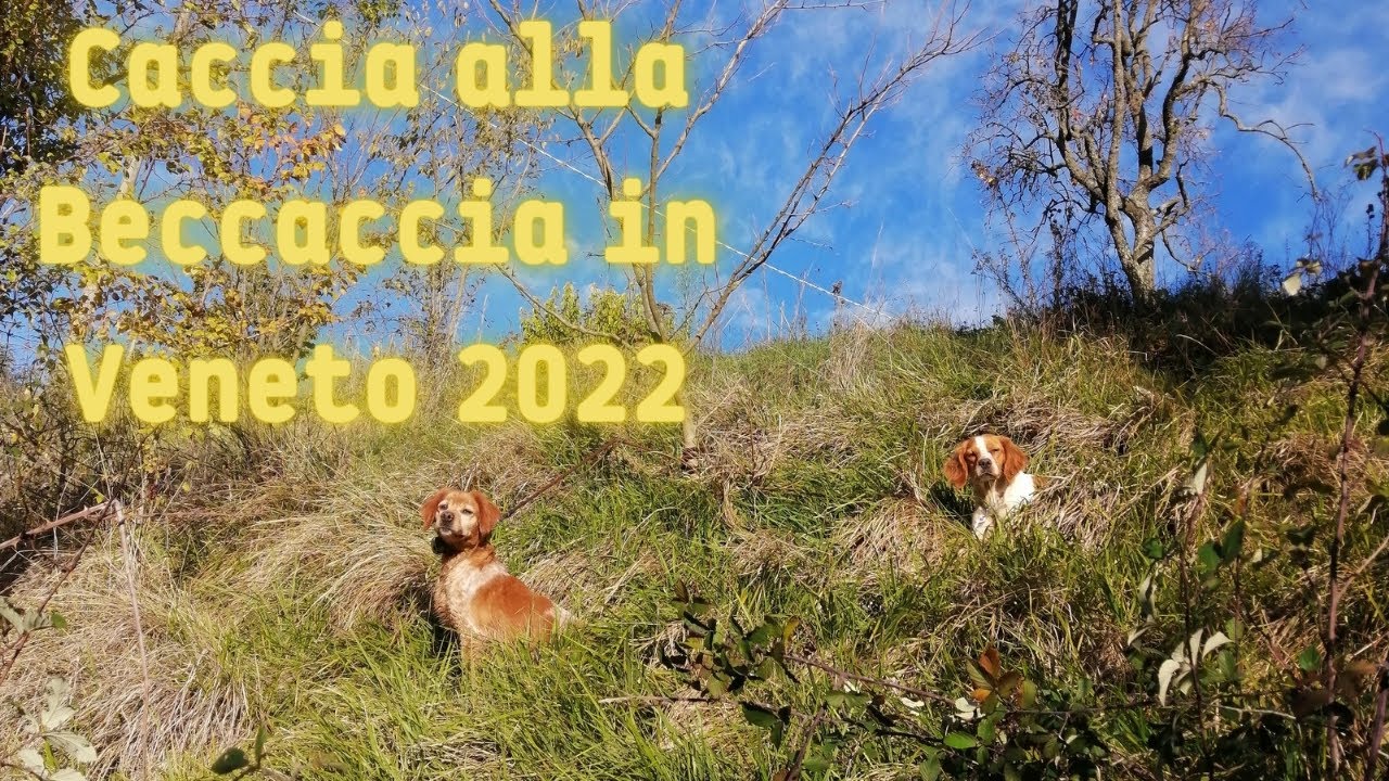 Caccia alla Beccaccia in Veneto, prime uscite alla ricerca della regina ...