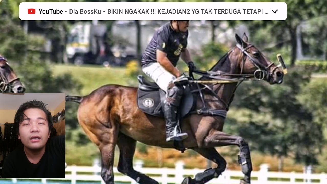 Explore kuda polo #tak ada nafsu karna telor sdh di buang. - YouTube