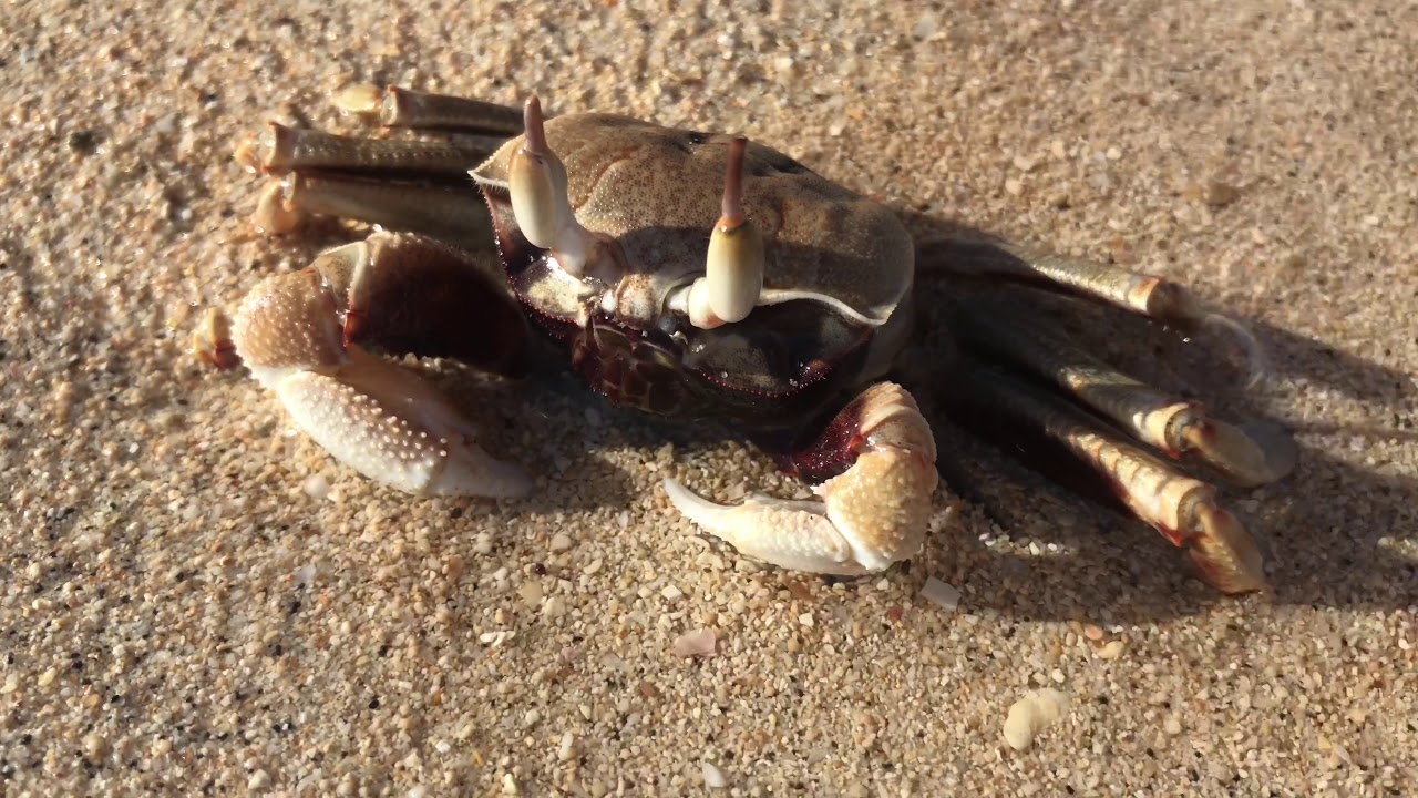 Ein Krebs am Strand von Savaii – Samoa 2019 - YouTube