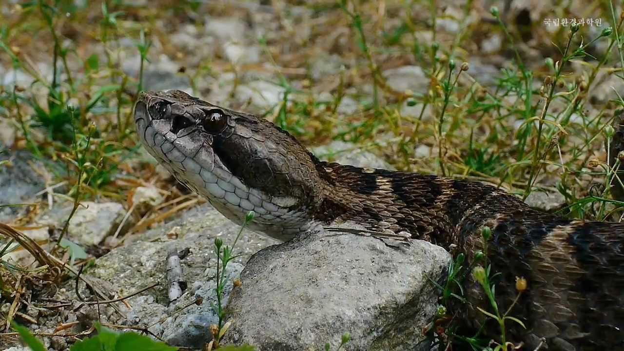 까치살모사_Short-tailed viper snake_국립환경과학원 - YouTube