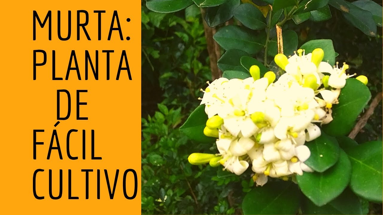 Mudas De Murta Como Fazer - FDPLEARN