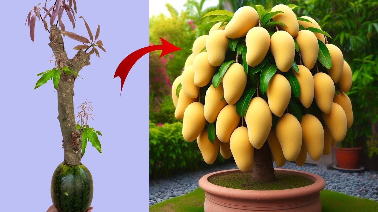 How to Growing Mango Tree And Avocado Fruit It's a new technique 100% ...