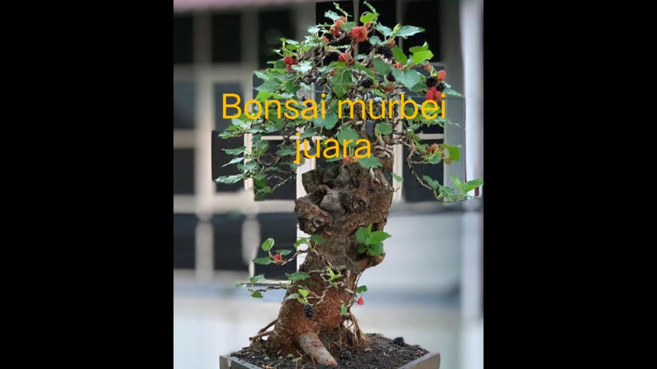 Bonsai murbei terbaik Bonsai murbei juara - YouTube