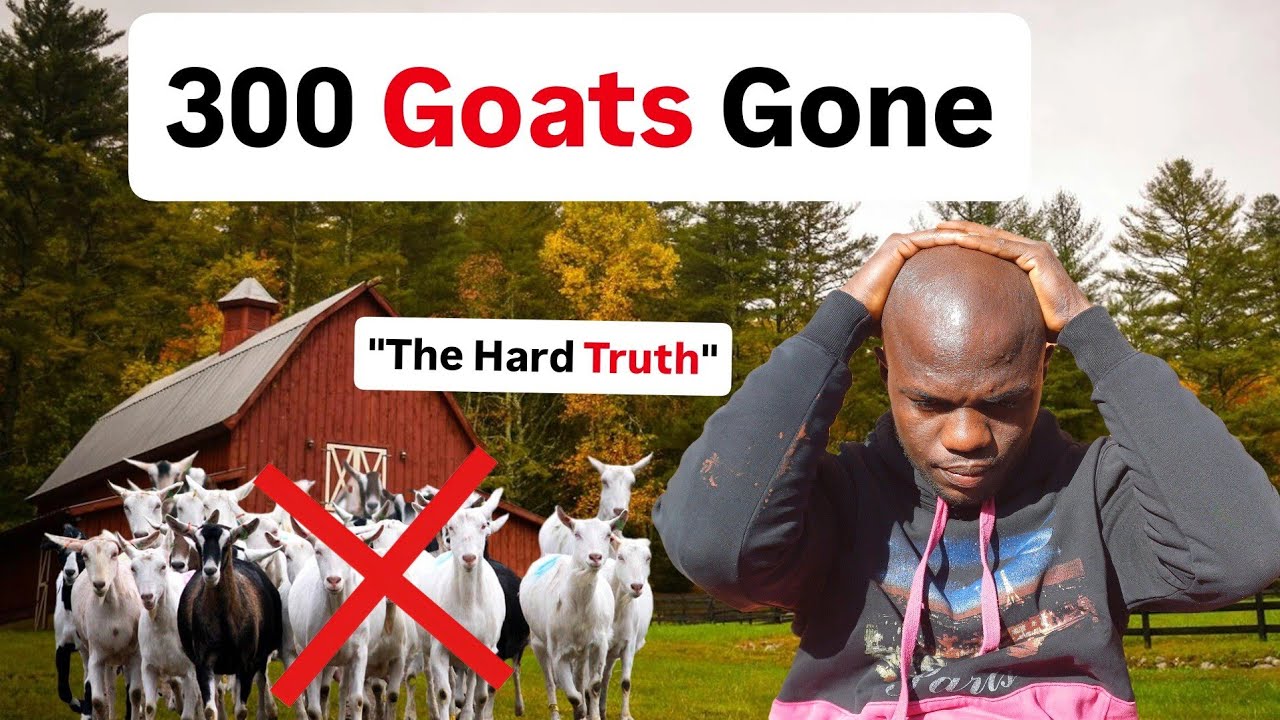 How Losing 300 Goats Taught Me the Truth About Insurance - YouTube