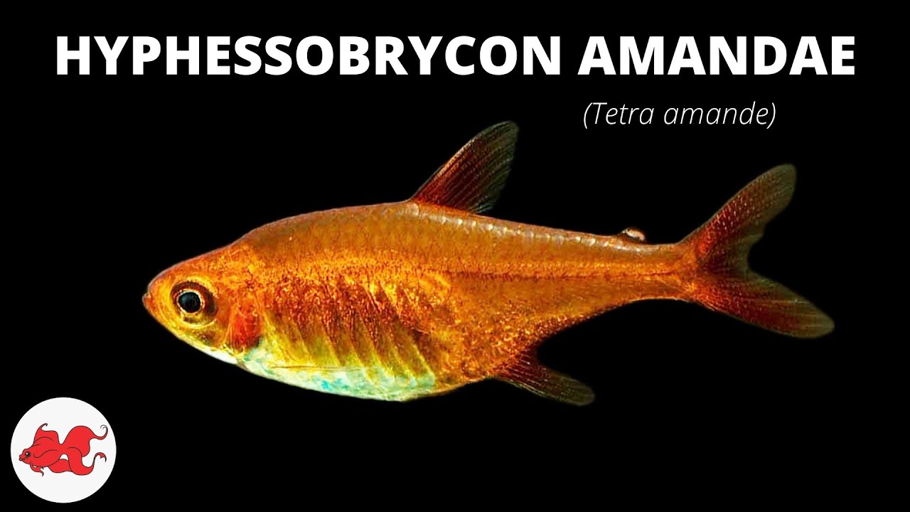 Tetra amande - Hyphessobrycon amandae - YouTube